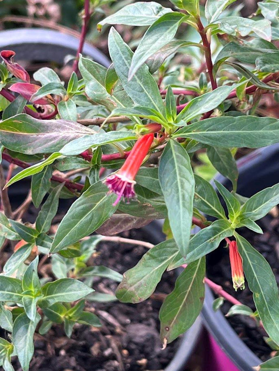 Cigar Bush (cuphea Ignea) Live Plant – Hummingbird Candy With Fiery Red ...