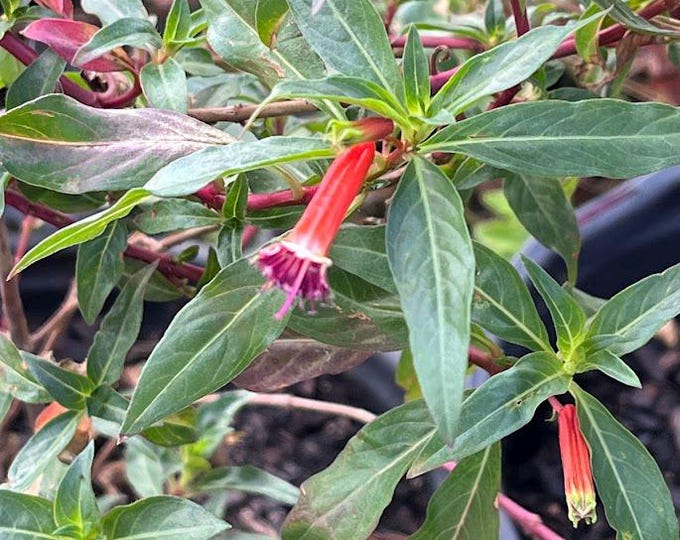 Cigar Bush (cuphea Ignea) Live Plant – Hummingbird Candy With Fiery Red ...