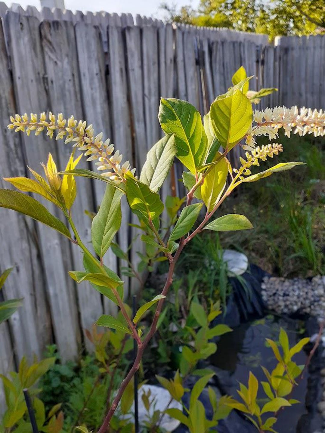 Virginia Sweetspire Live Plant – Fragrant, Low-maintenance Shrub for ...