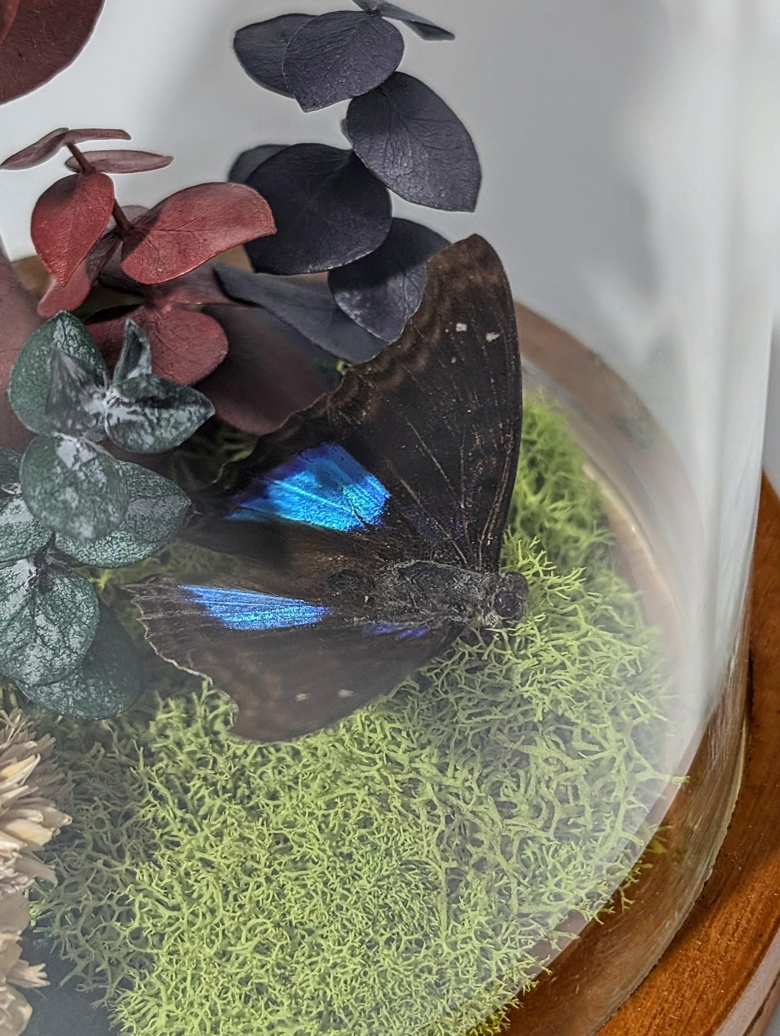 Butterfly Art Display, Insect Taxidermy, Real Insect Dome, Handmade ...