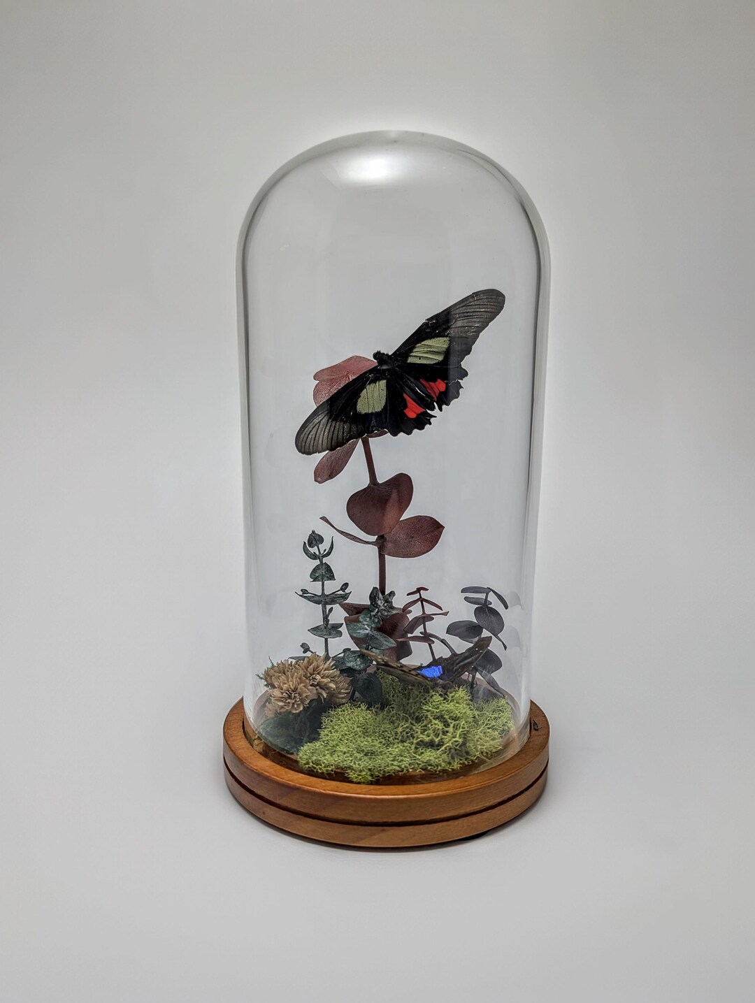 Butterfly Art Display, Insect Taxidermy, Real Insect Dome, Handmade ...