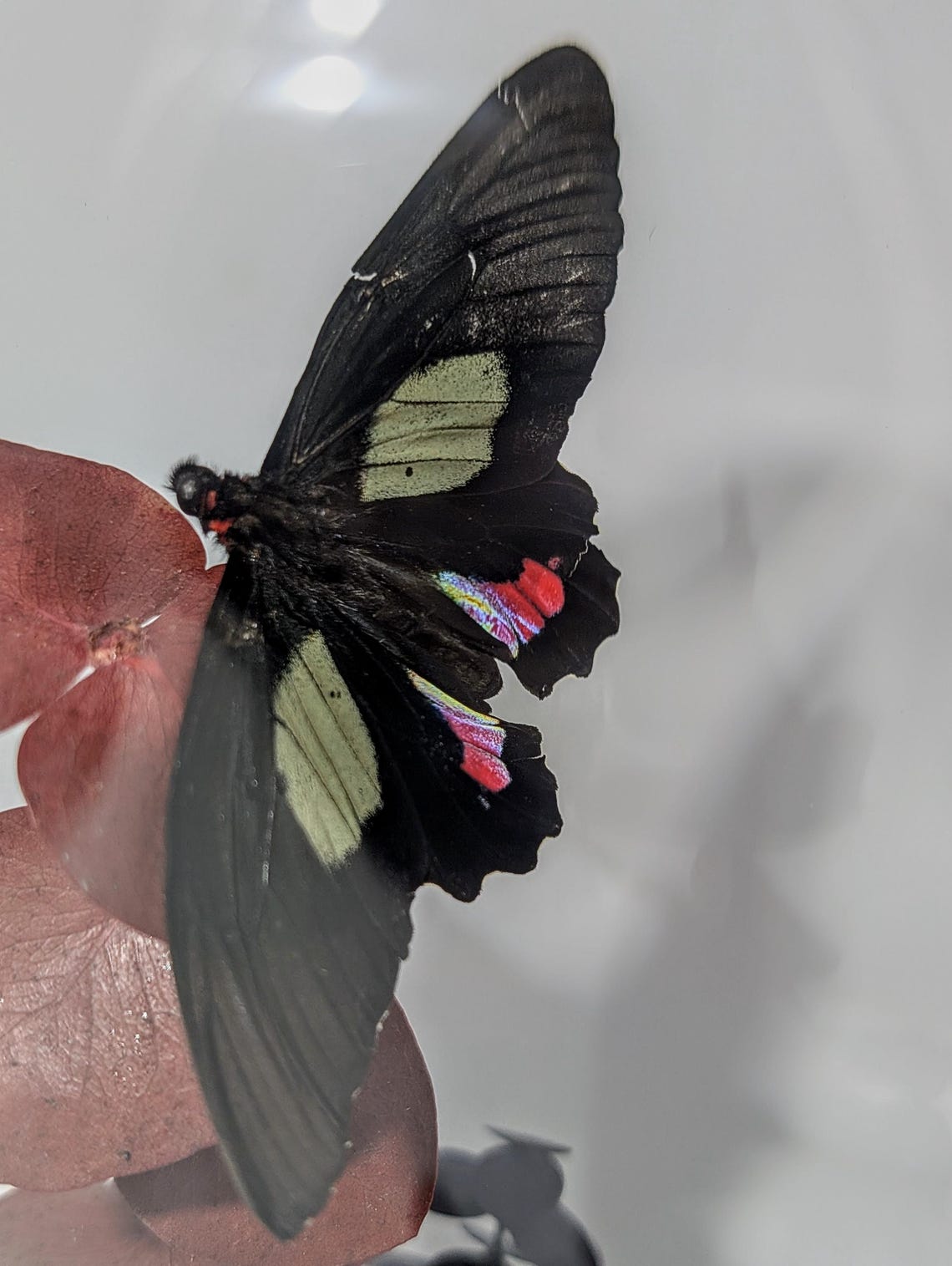 Butterfly Art Display, Insect Taxidermy, Real Insect Dome, Handmade ...