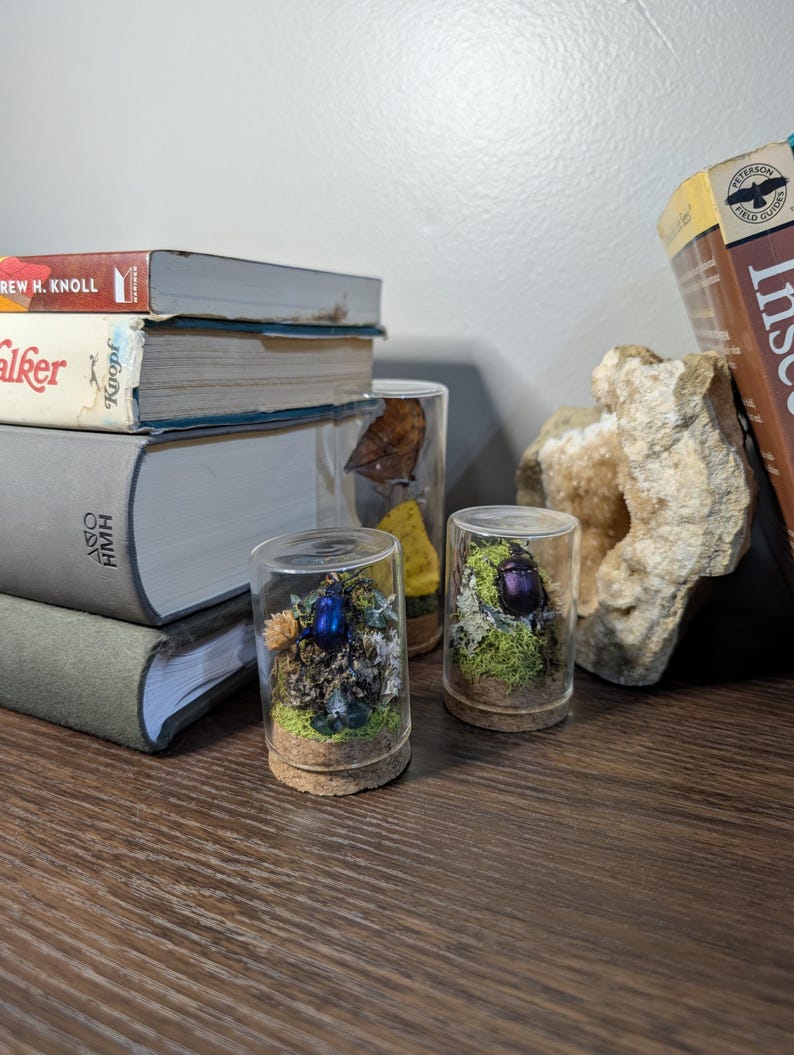 Beetle Art Display, Insect Taxidermy, Real Bug in Dome, Terrarium Art ...