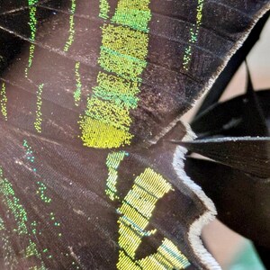 Urania Moth in Glass Dome, Insect Taxidermy, Real Insects, Terrarium ...