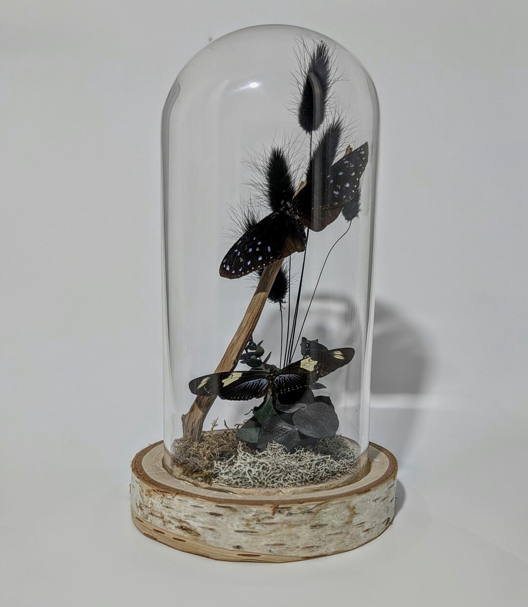 Butterflies Art Display, Insect Taxidermy, Real Butterfly in Dome ...