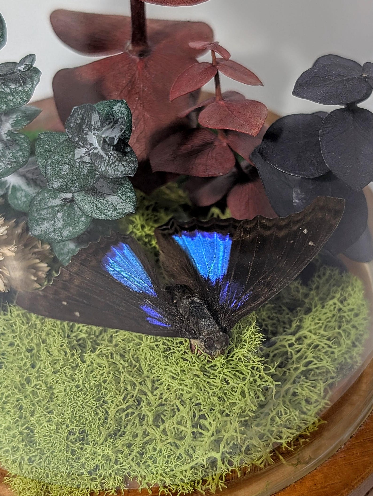 Butterfly Art Display, Insect Taxidermy, Real Insect Dome, Handmade ...