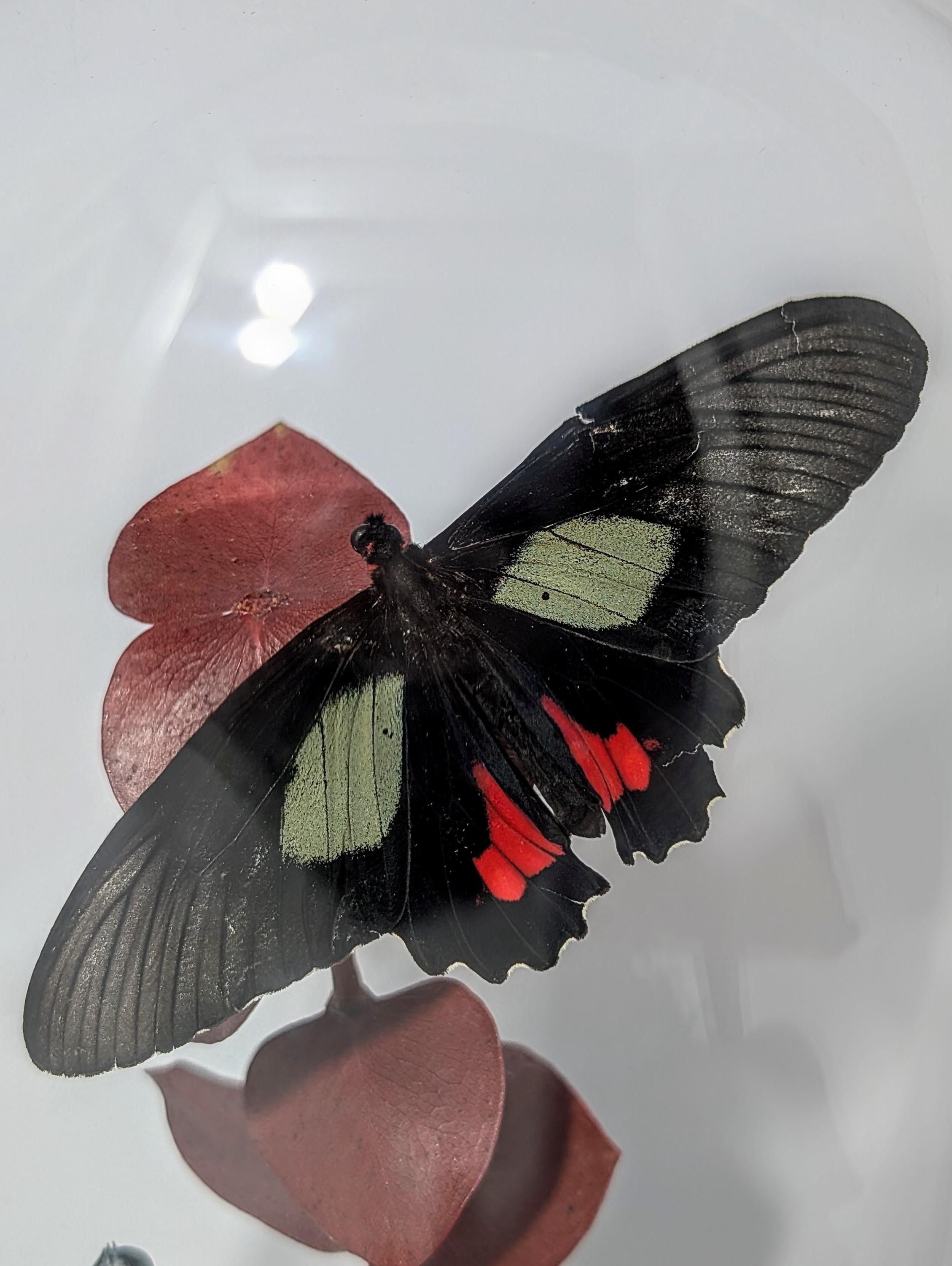 Butterfly Art Display, Insect Taxidermy, Real Insect Dome, Handmade ...