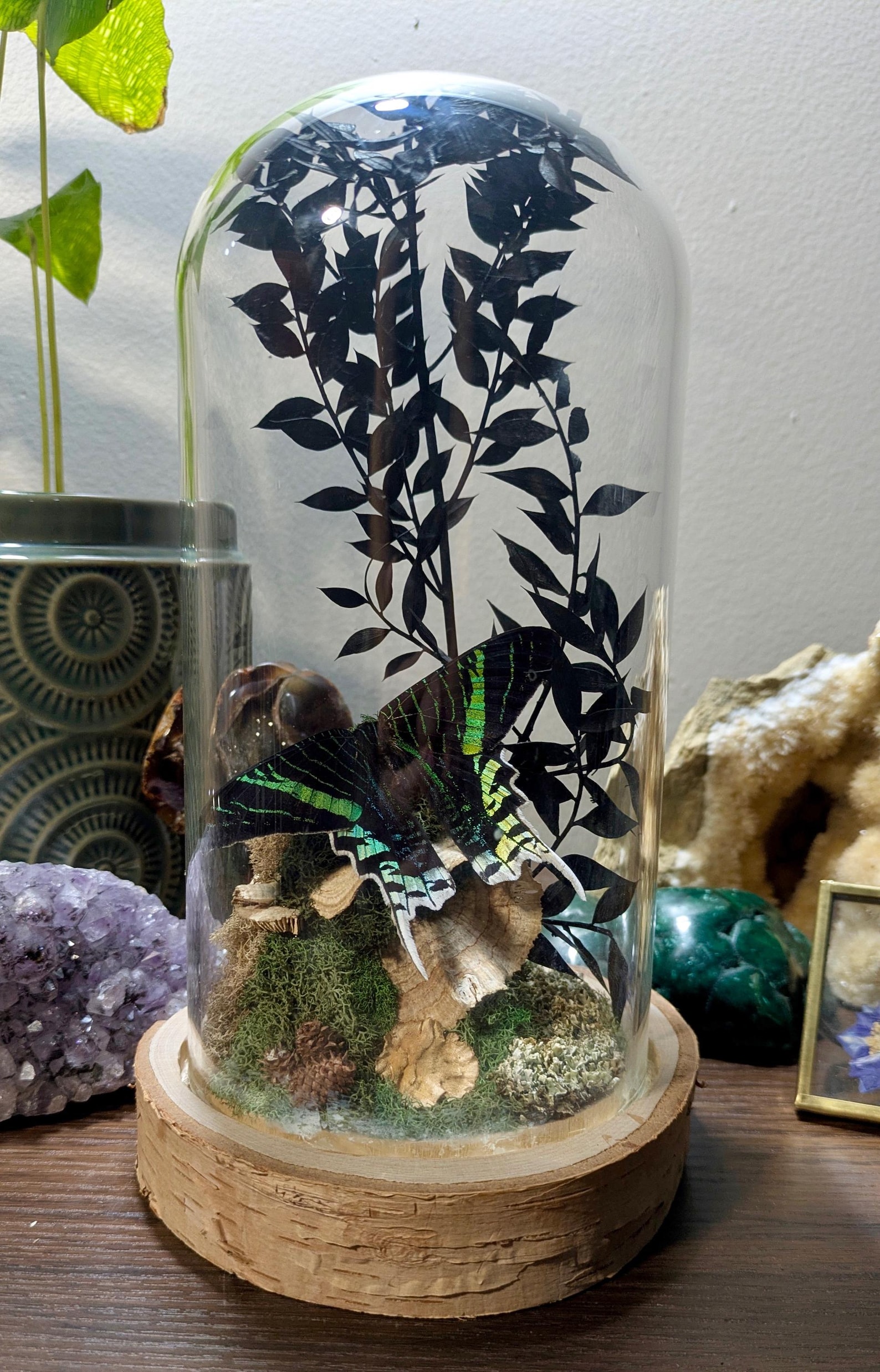 Urania Moth in Glass Dome, Insect Taxidermy, Real Insects, Terrarium ...
