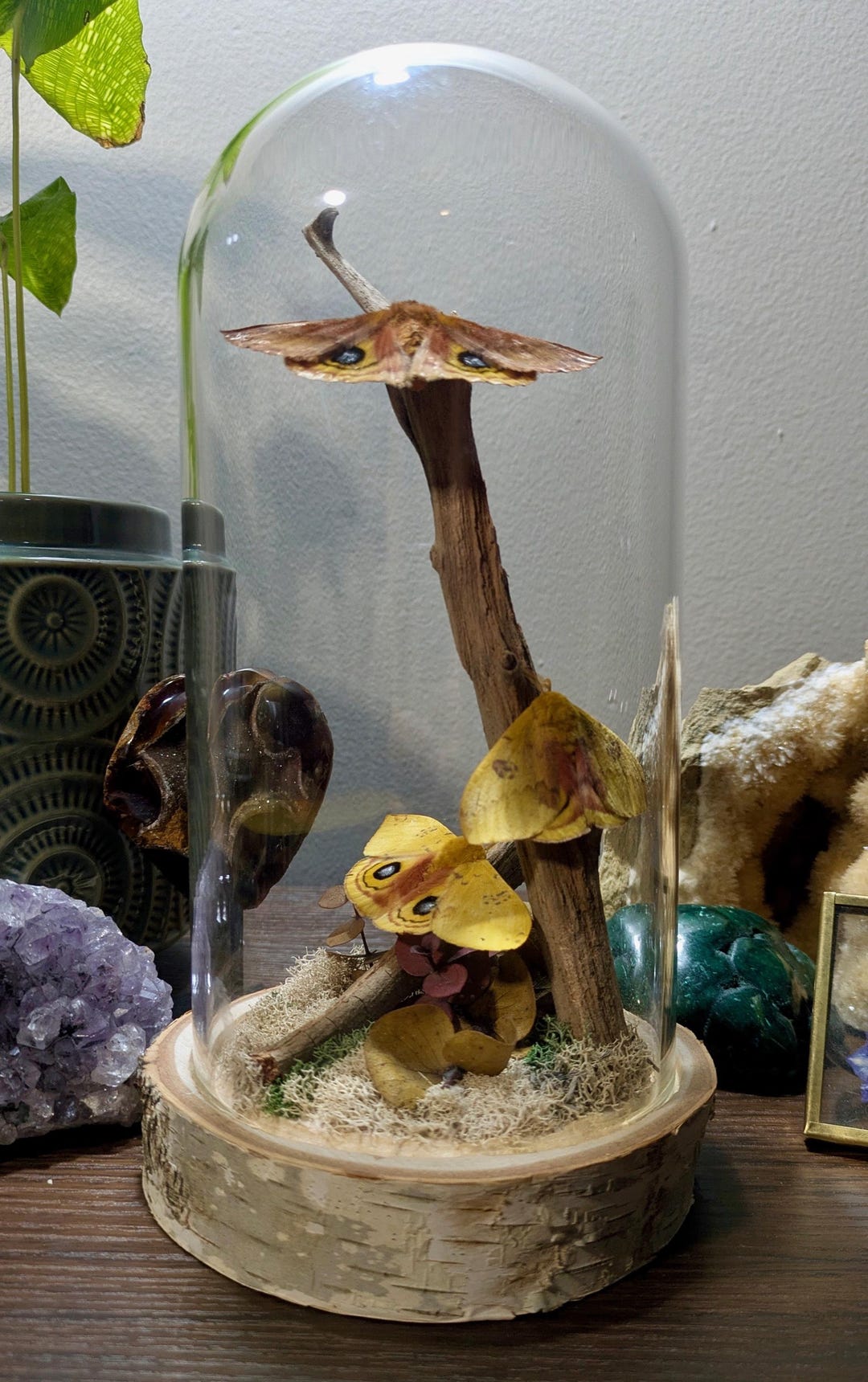 Moth in Glass Dome, Insect Taxidermy, Real Insects, Butterfly Art ...