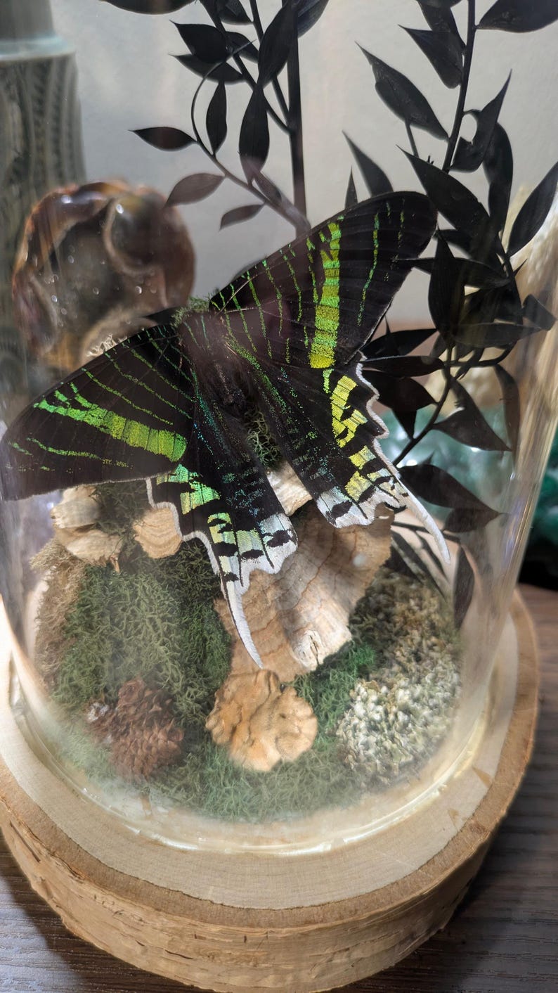 Urania Moth in Glass Dome, Insect Taxidermy, Real Insects, Terrarium ...