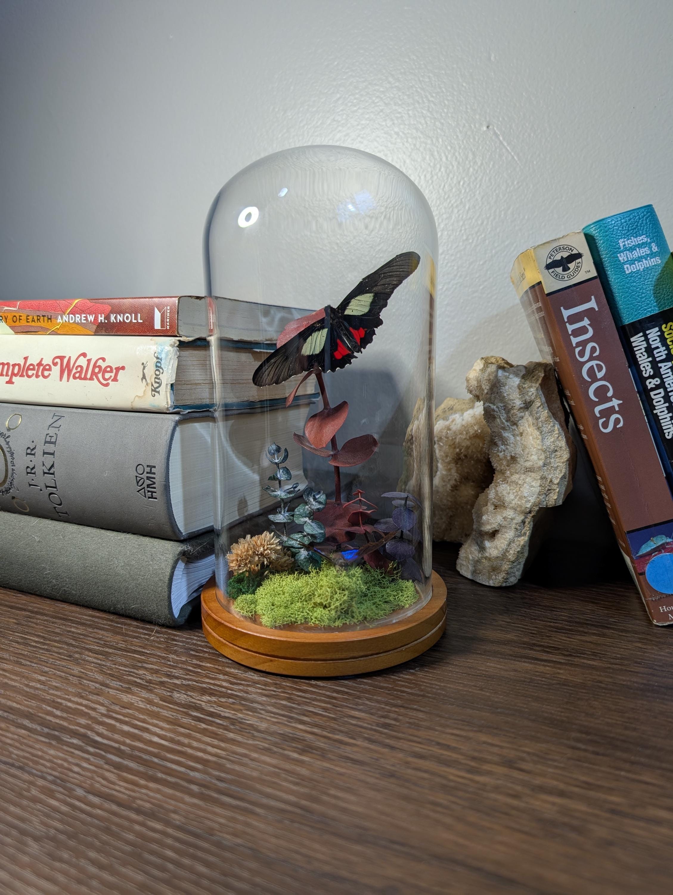 Butterfly Art Display, Insect Taxidermy, Real Insect Dome, Handmade ...