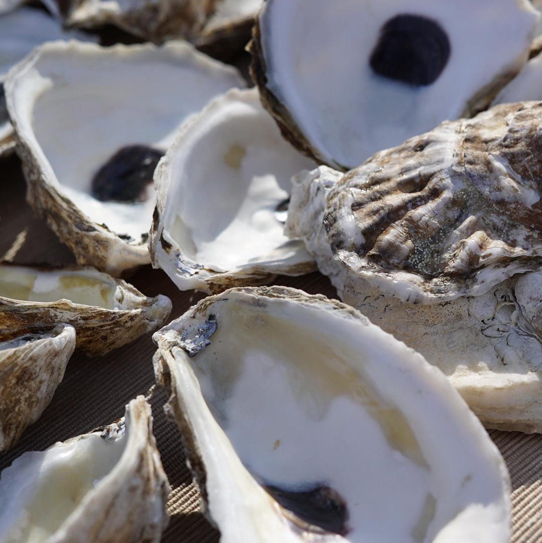 Bleached Oyster Shells for Crafts: Coastal Decor, Mixed Sizes - Etsy