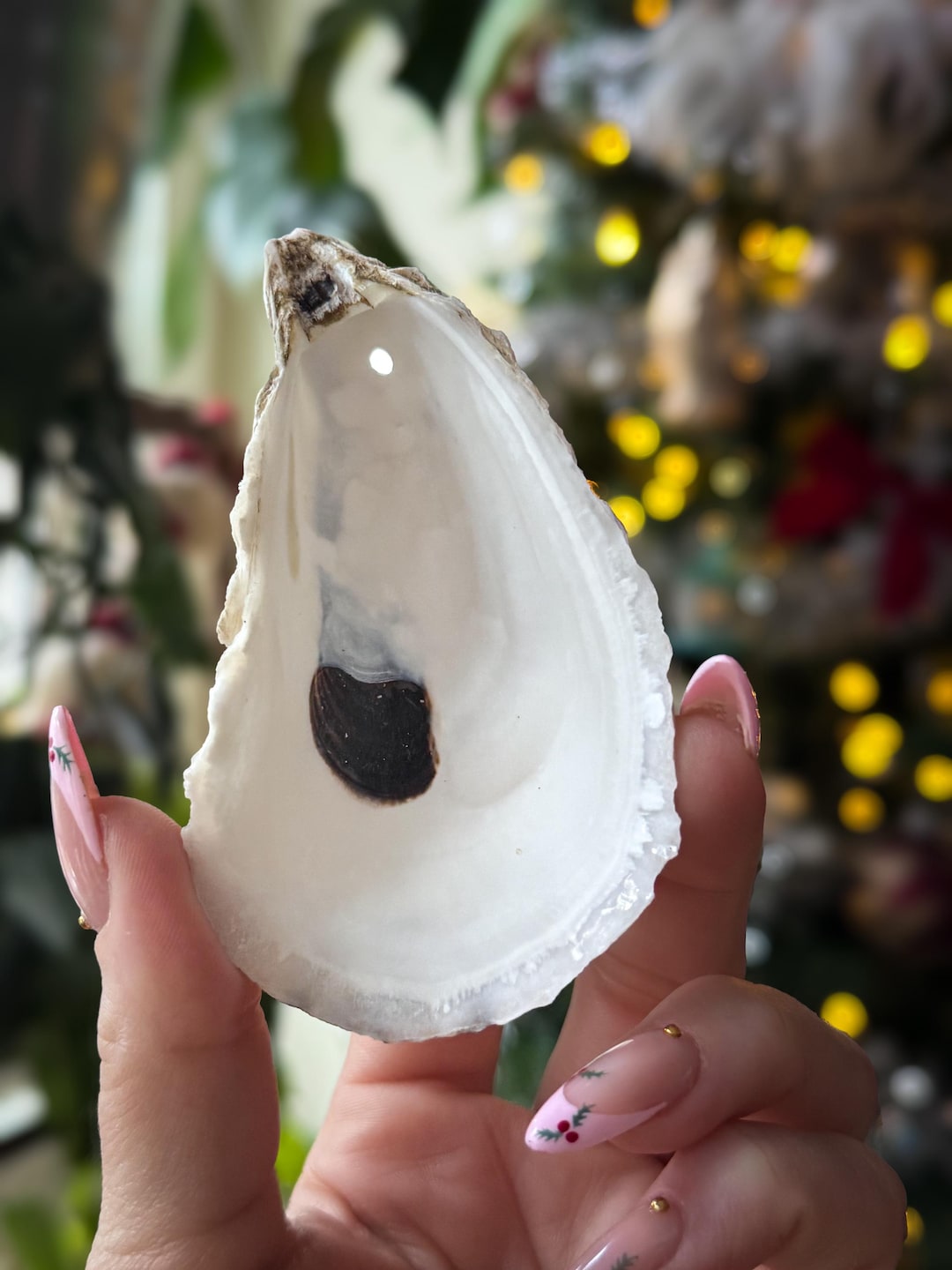 Pre-drilled Oyster Shells: Craft Ornament Supplies, Bleached Shells - Etsy