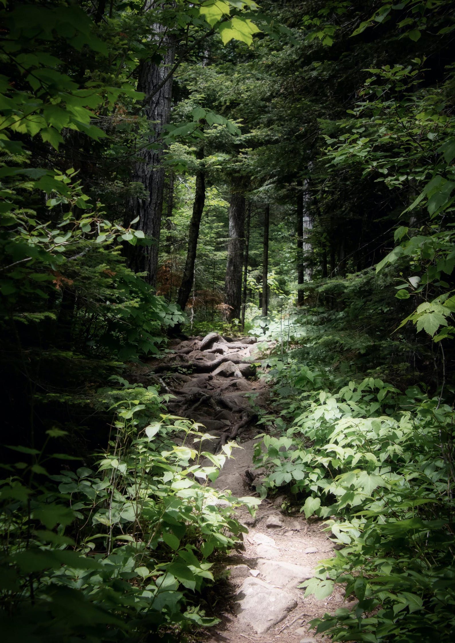 Wooded Path - Grand Portage State Park - Minnesota - Nature - Trails ...