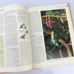 Nature Book Answer Book Family Quiz Table Book Educational | Etsy