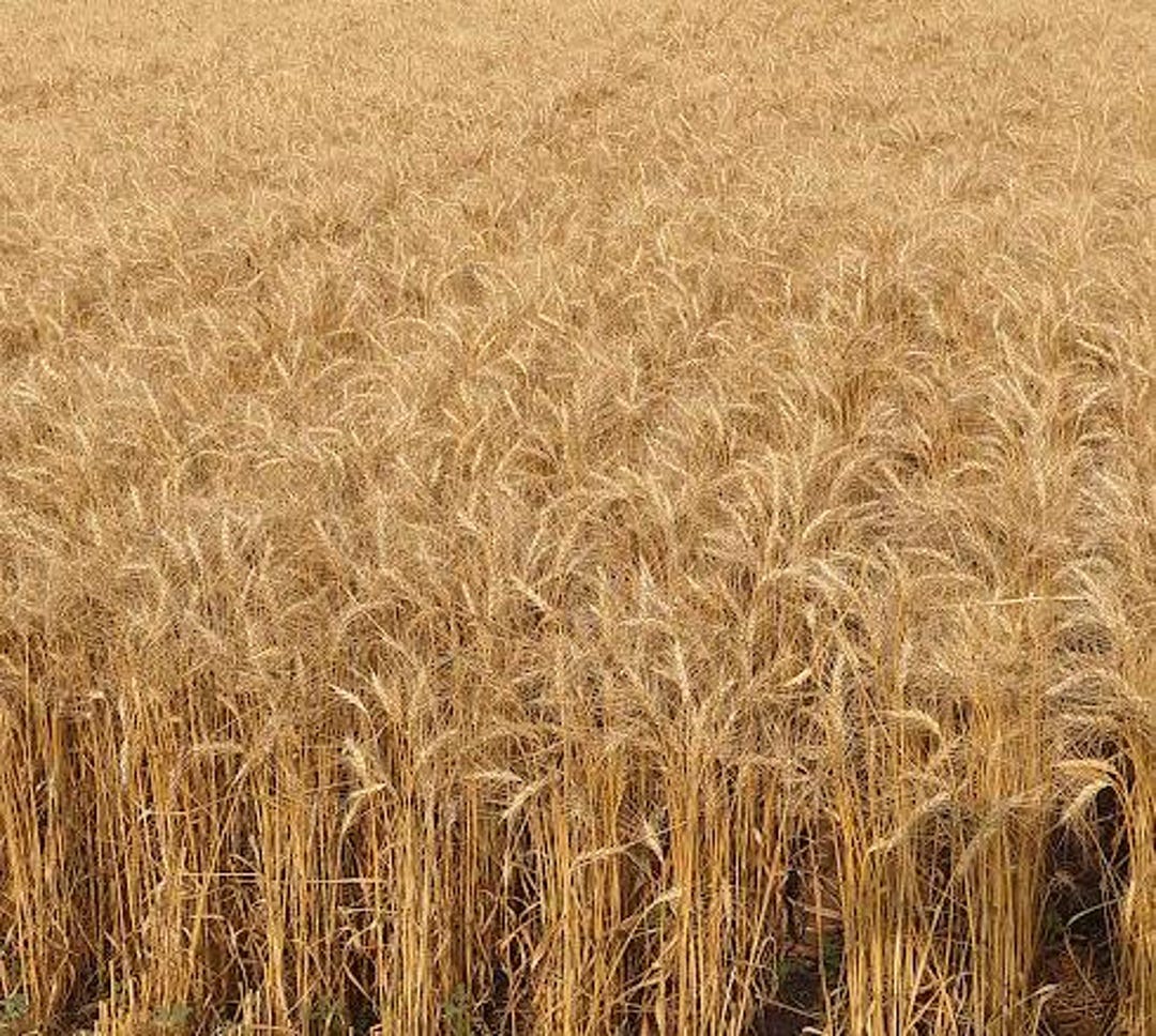 Hard Red Spring Wheat Berries. Bulk 20 Lbs. Raised Organically, Non-gmo ...