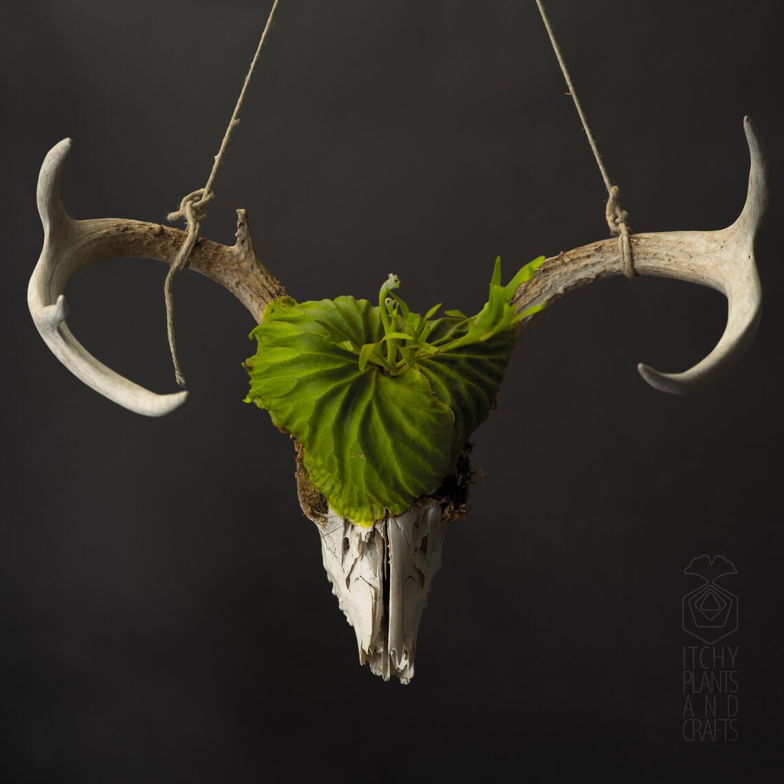 Staghorn Fern Platycerium Ridleyi on Deer Skull - Etsy