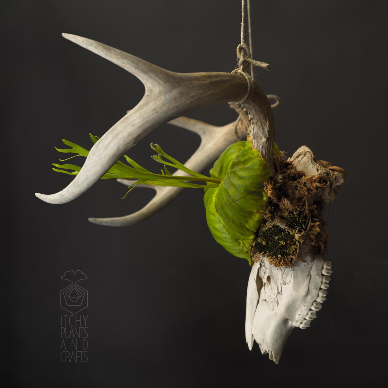 Staghorn Fern Platycerium Ridleyi on Deer Skull - Etsy