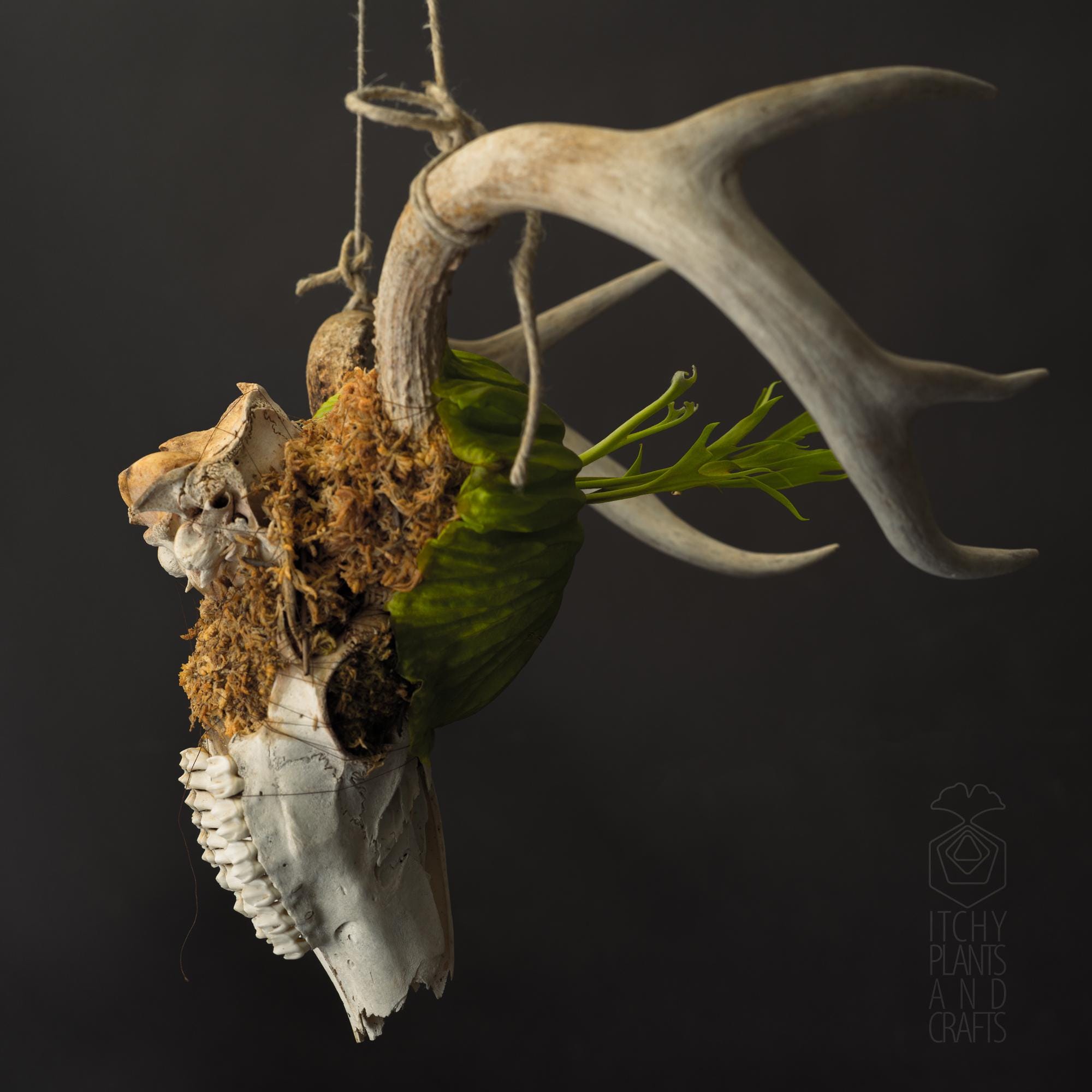 Staghorn Fern Platycerium Ridleyi on Deer Skull - Etsy