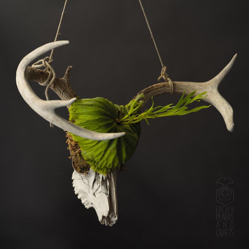 Staghorn Fern Platycerium Ridleyi on Deer Skull - Etsy