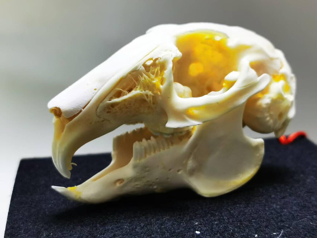 Rabbit Skull Taxidermy Real Herbivore Bone Specimen - Etsy