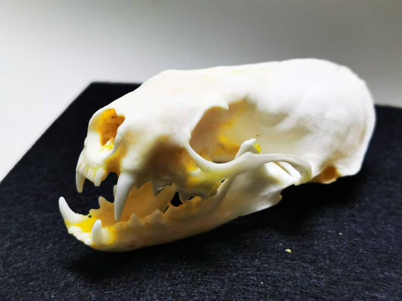 Real Mink Skull Predatory Anatomy for Taxidermy Collectors - Etsy