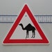Camel Warning Sign Triangle Road Crossing Marker Collectible Eastern ...