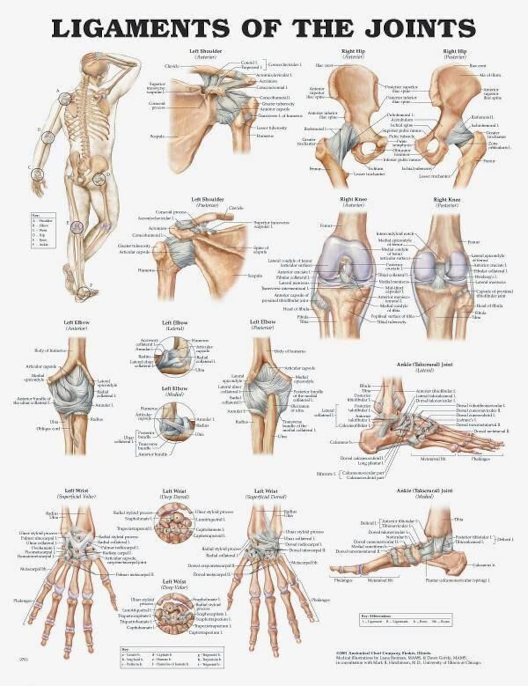 Ligaments of the Joints System Chart Poster Print Anatomical Human Body ...