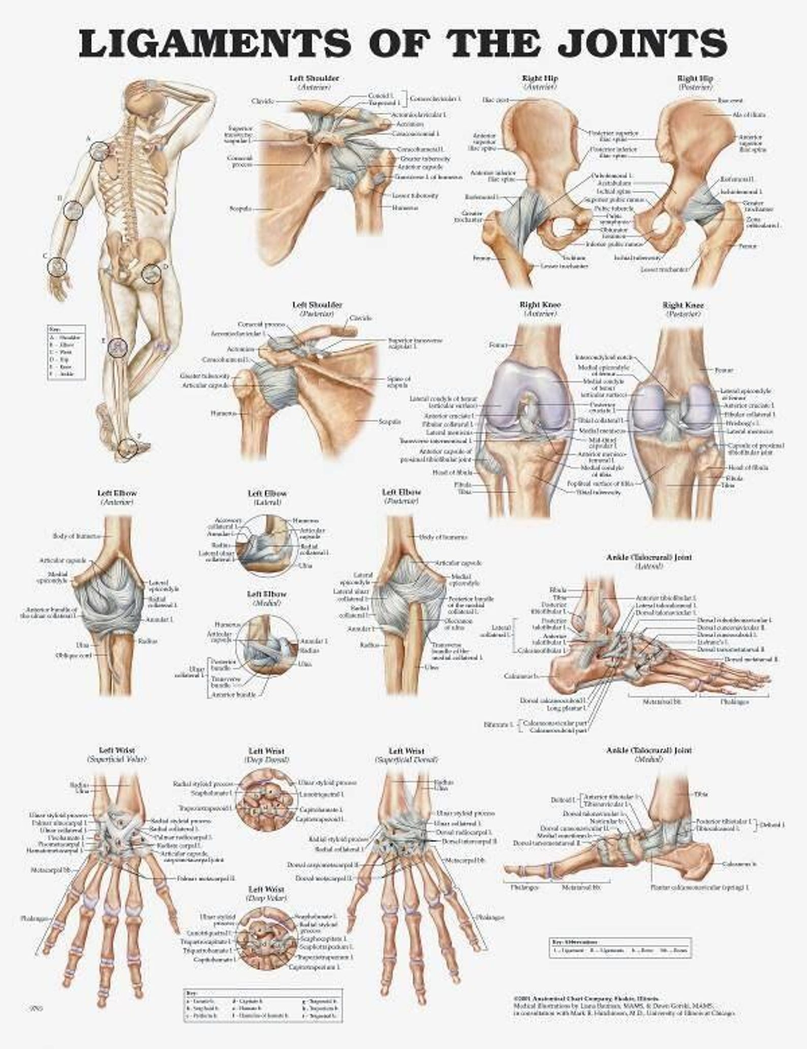 Ligaments of the Joints System Chart Poster Print Anatomical Human Body ...