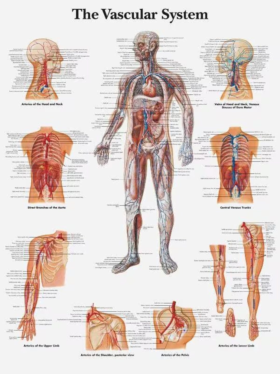 The Vascular System Chart Poster Print Anatomical Human Body Premium ...