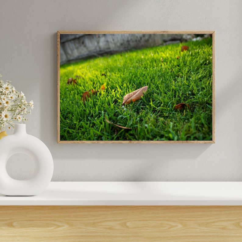 Sunlit Leaf Photography, Morning Sun Rays, Dewy Grass, Rustic Nature ...