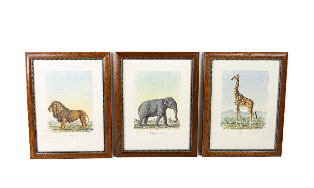 Framed Frederic Cuvier Safari Prints elephant, Giraffe, Lion Set of 3 ...