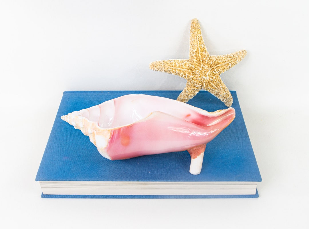 Natural Conch Shell Dish, - Etsy