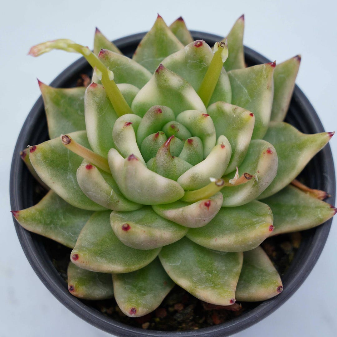 Echeveria Agavoides Lipstick Variegated - Succulent Plants - A Touch of ...