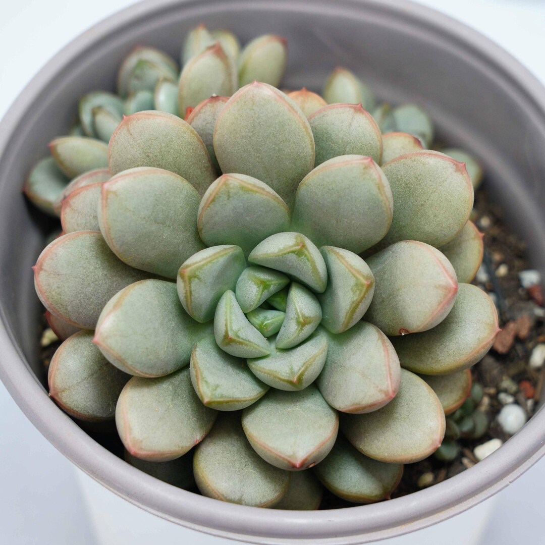 Graptoveria Amethorum - Succulent Plants - A Touch of Nature for Your ...
