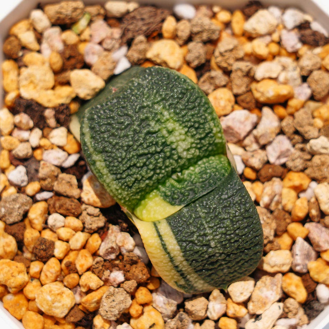 Haworthia Lying Cow Few Variegated - Succulent Plants - A Touch of ...