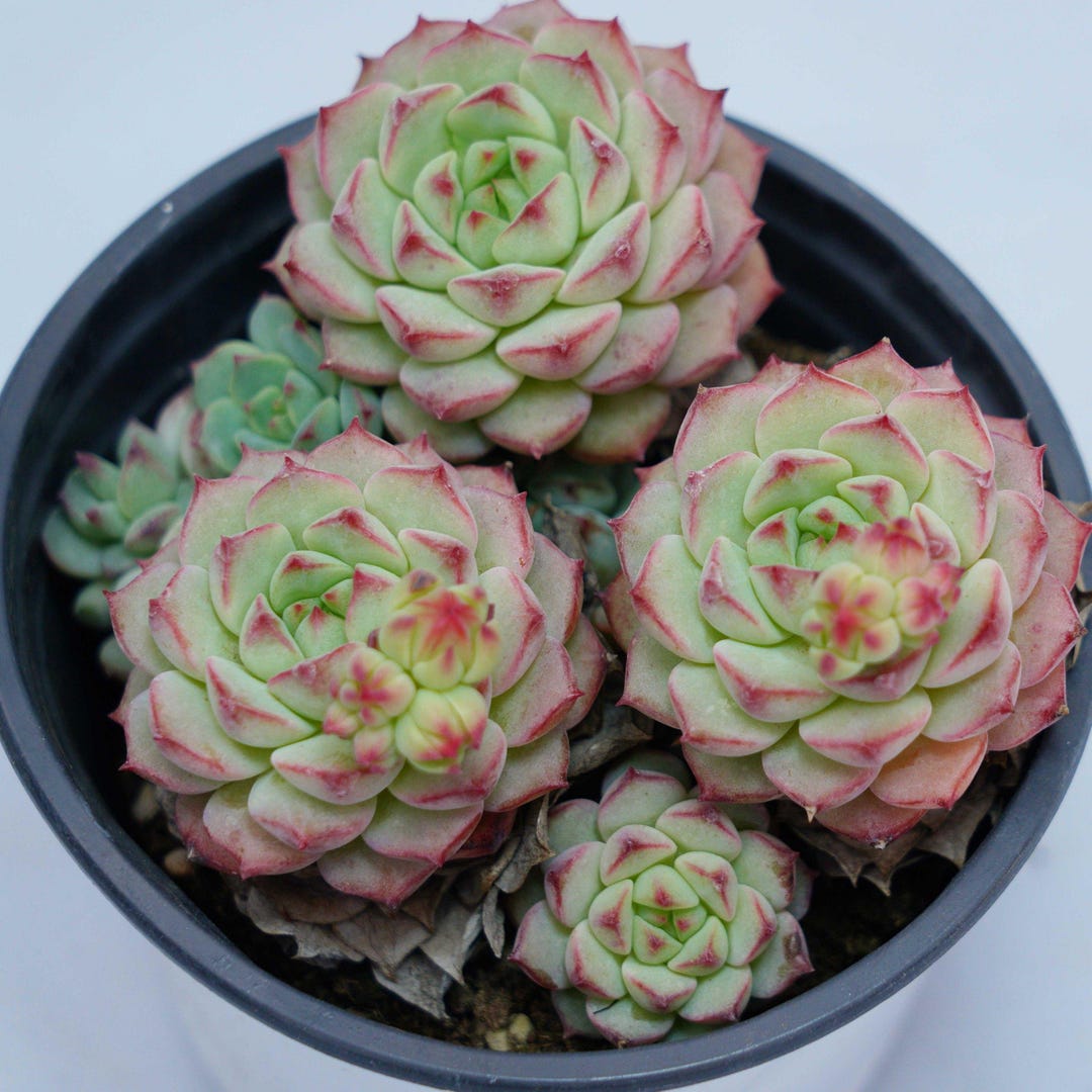 Echeveria Panda Face - Succulent Plants - A Touch of Nature for Your Space - Etsy