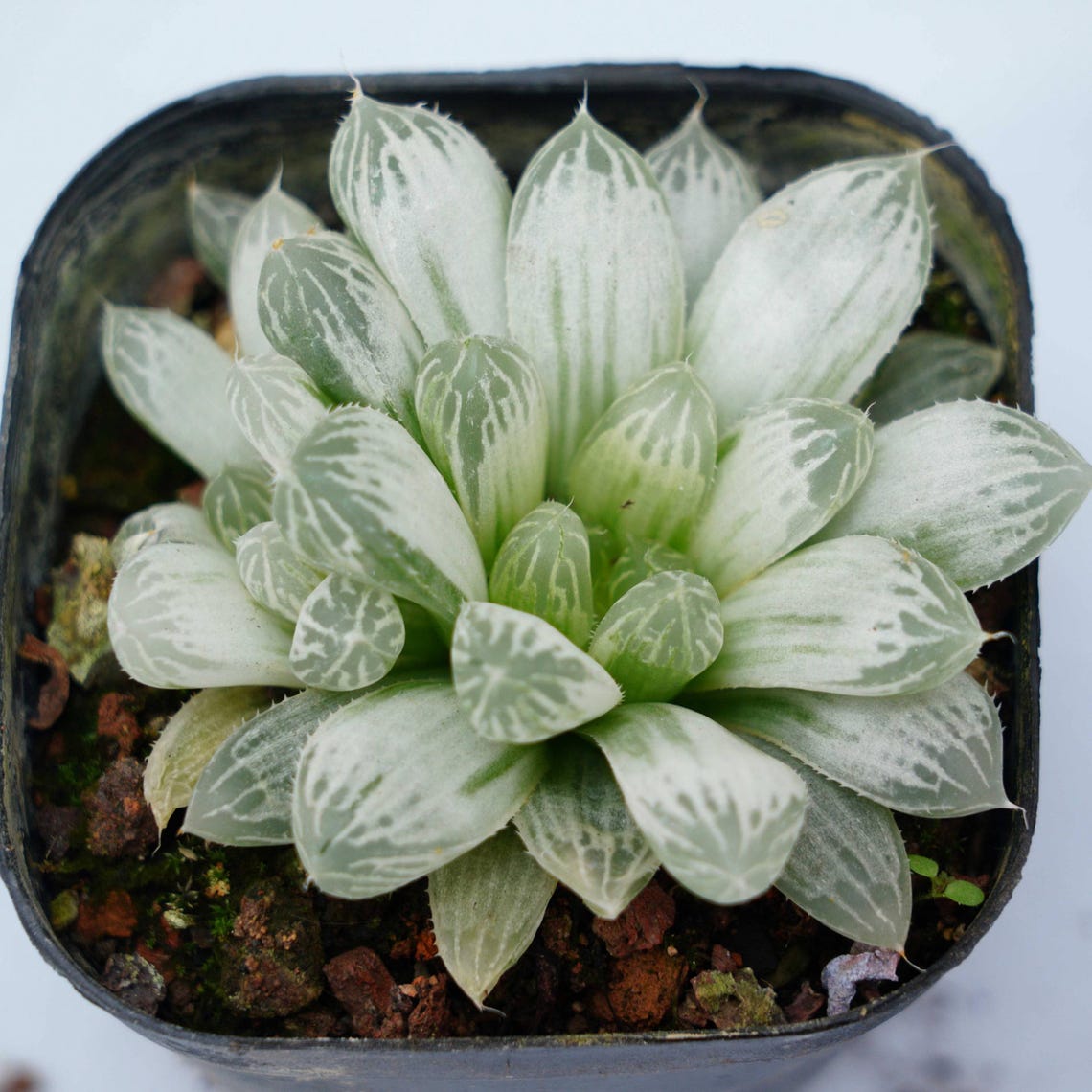 Haworthia Cooperi Silver Swirl - Succulent Plants - A Touch of Nature ...