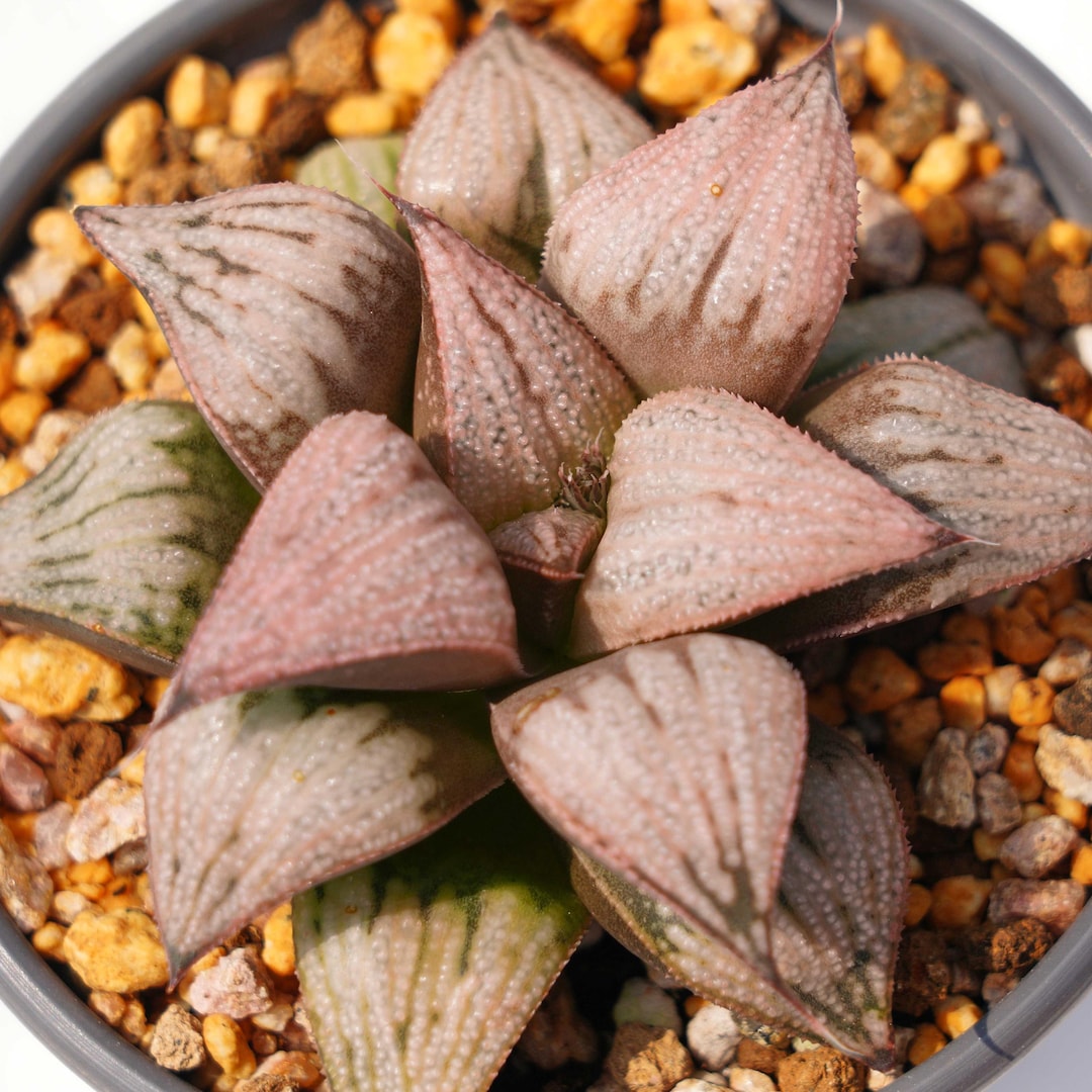 Haworthia Imperial Concubine - Succulent Plants - A Touch of Nature for ...
