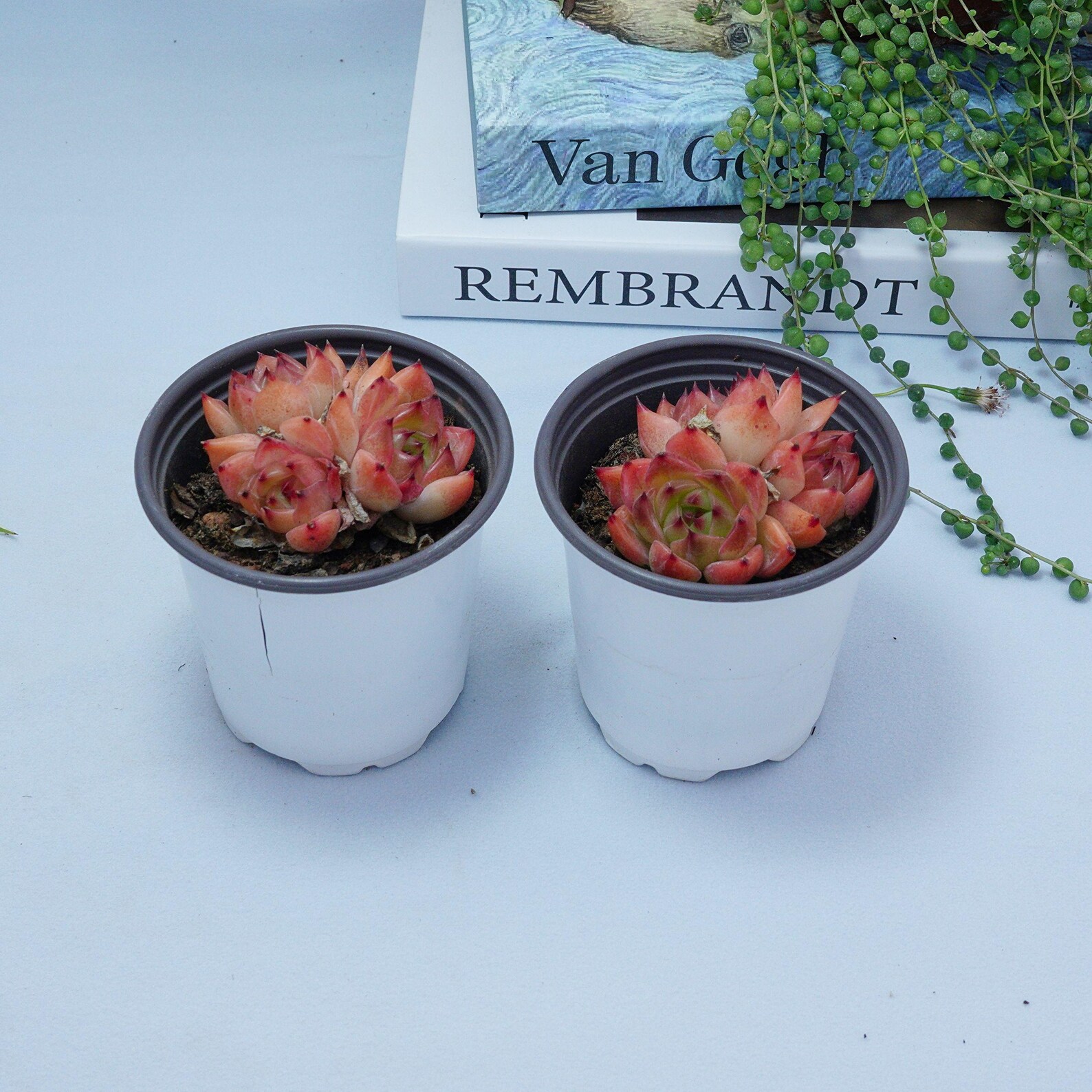 Echeveria Caesar - Succulent Plants - A Touch of Nature for Your Space ...