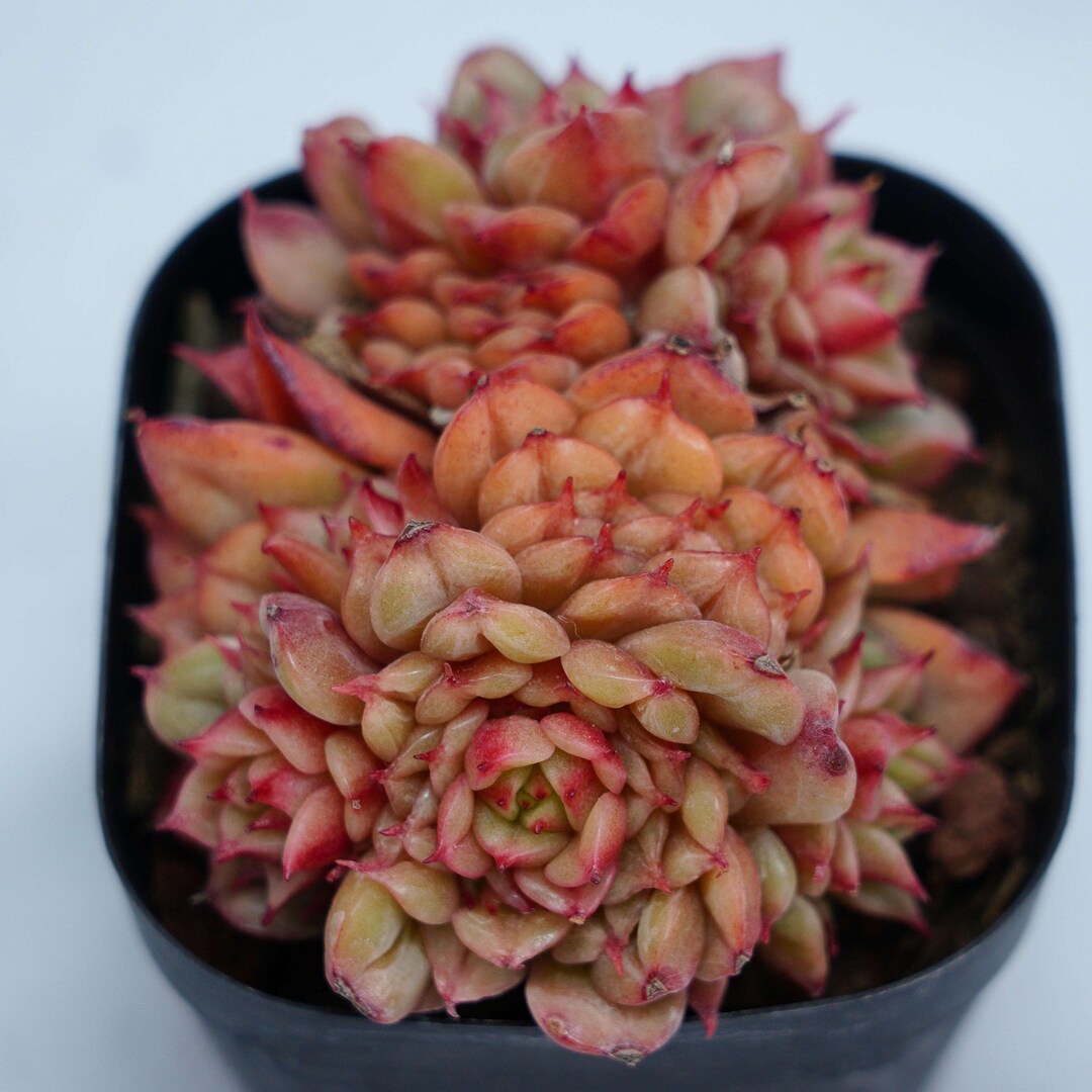 Echeveria Tesla - Succulent Plants - A Touch of Nature for Your Space ...