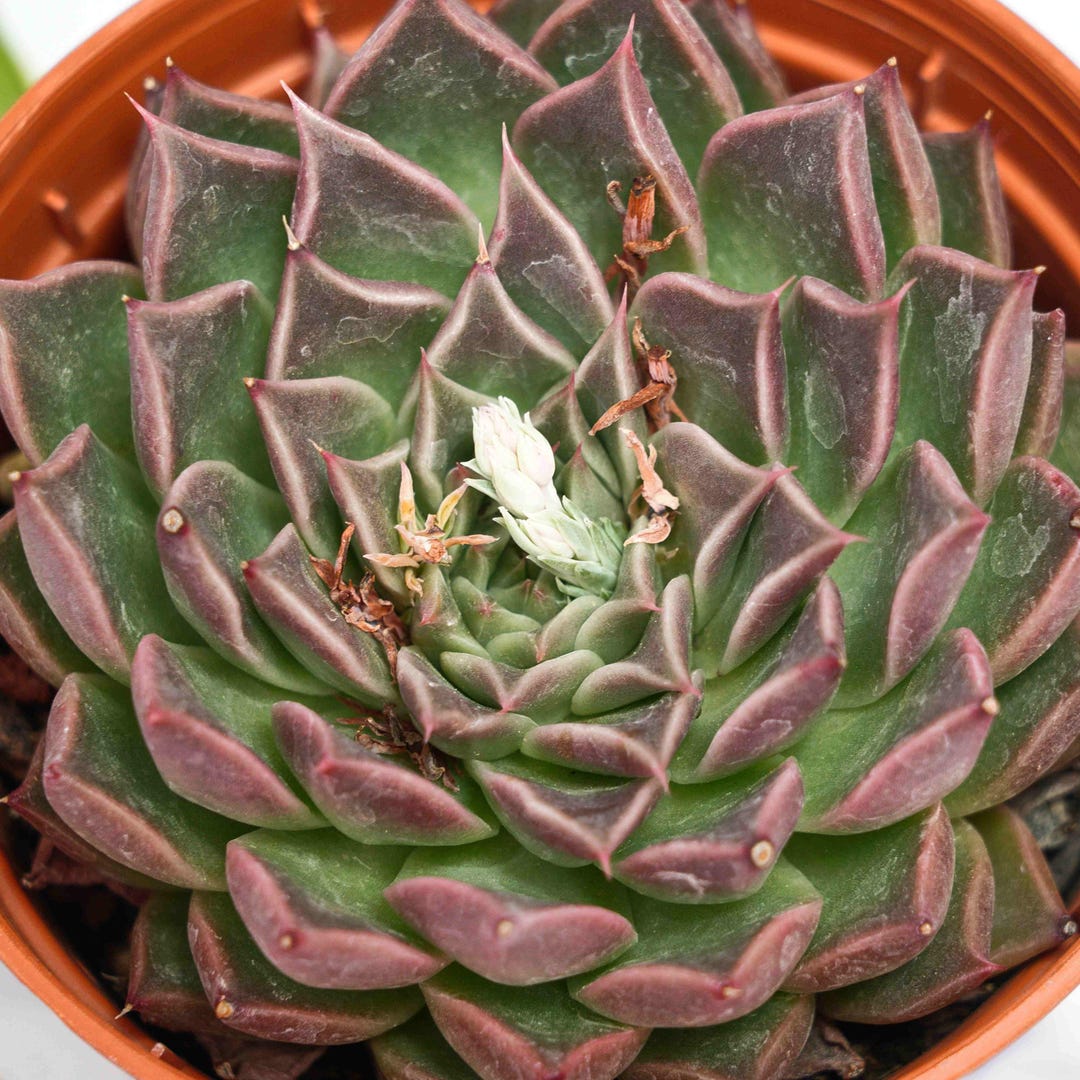 Echeveria Pipi Shrimp - Succulent Plants - A Touch of Nature for Your ...