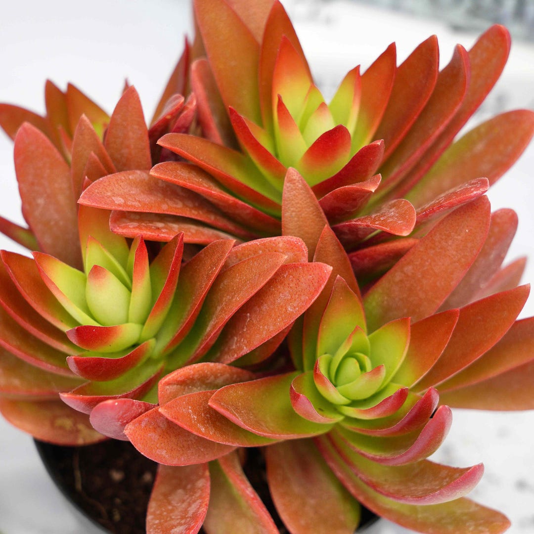 Crassula Capitella Campfire - Succulent Plants - A Touch of Nature for ...