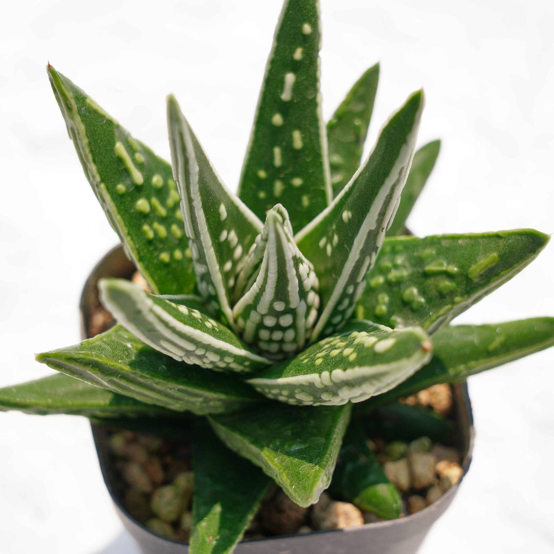 Haworthia Tears of Angel - Succulent Plants - A Touch of Nature for ...