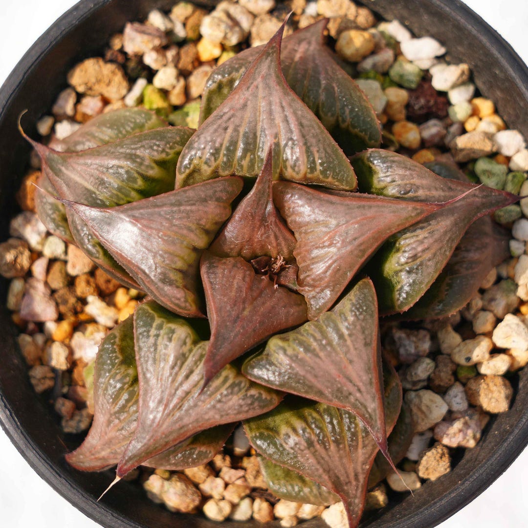 Haworthia Badia Liangzi - Succulent Plants - A Touch of Nature for Your ...