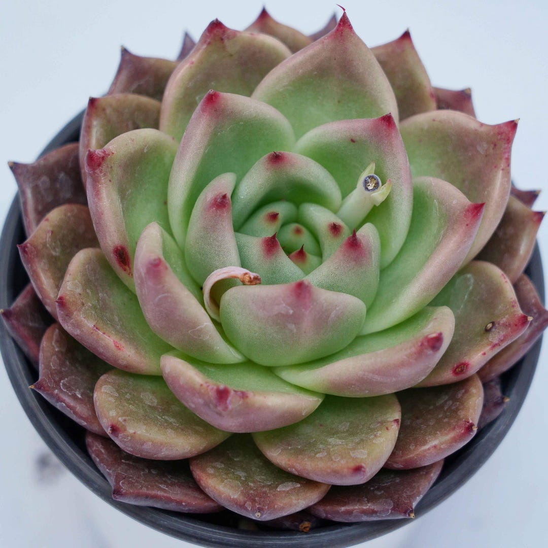 Echeveria Red Dragon - Succulent Plants - A Touch of Nature for Your ...
