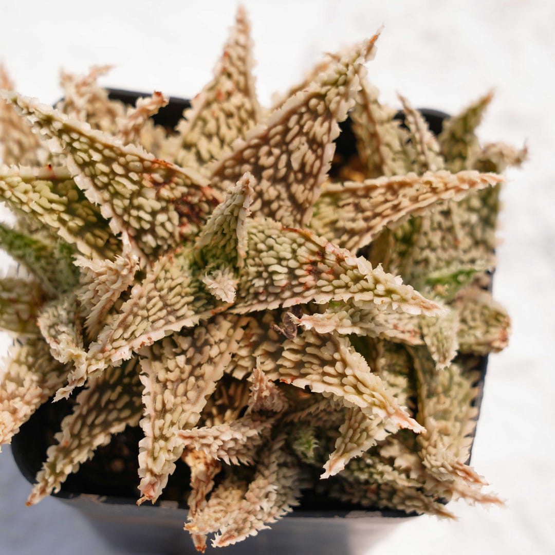Haworthia Aloe Vera Godzilla - Succulent Plants - A Touch of Nature for ...