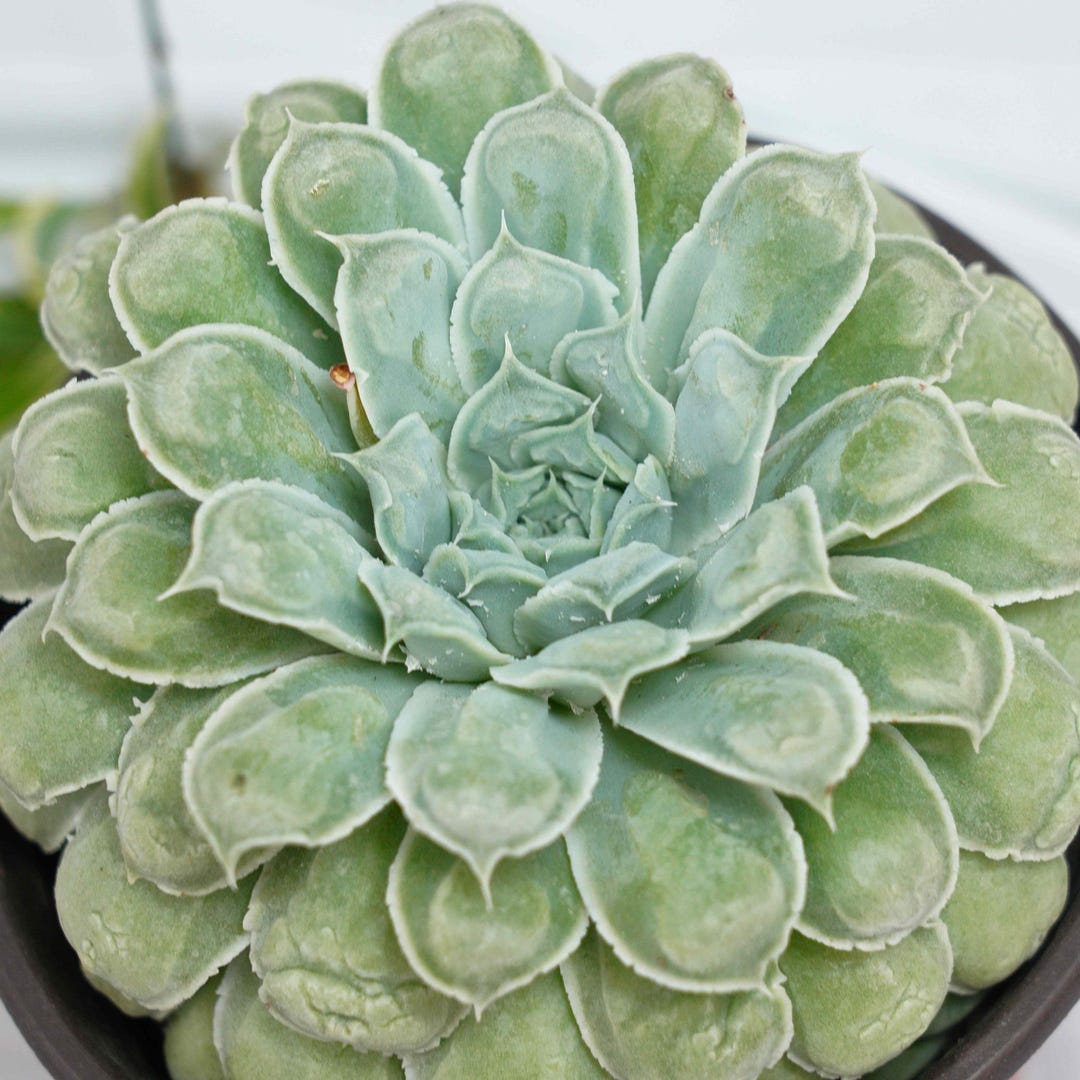 Echeveria Mexico Tears - Succulent Plants - A Touch of Nature for Your ...
