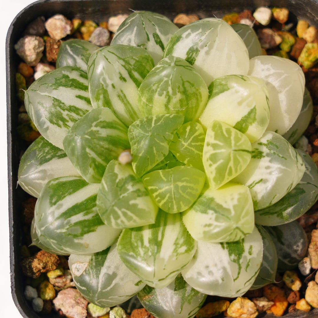 Haworthia Cooperi Suzhou Variegated - Succulent Plants - A Touch of ...