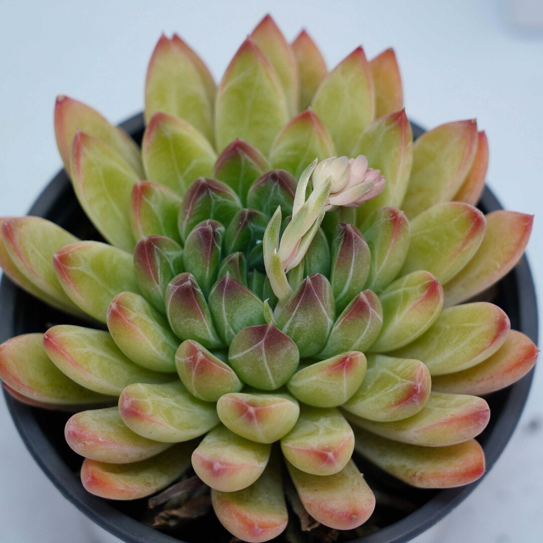 Echeveria Oracle - Succulent Plants - A Touch of Nature for Your Space ...